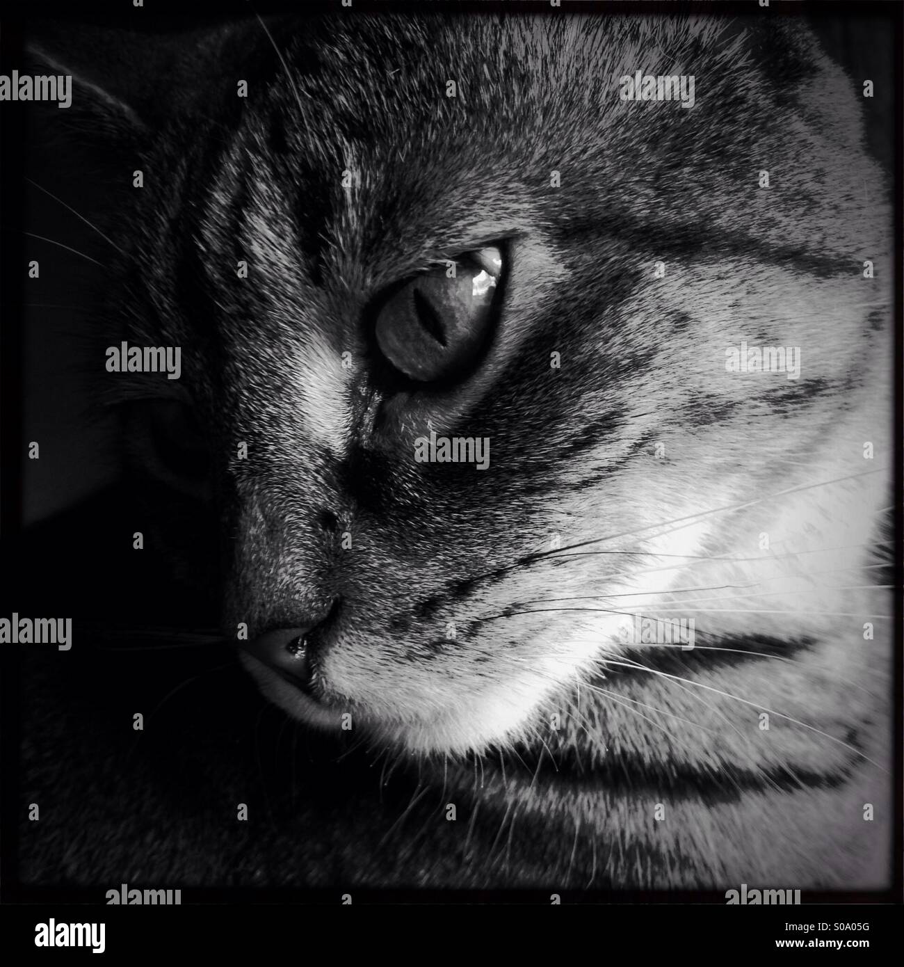 Pensive cat hi-res stock photography and images - Alamy