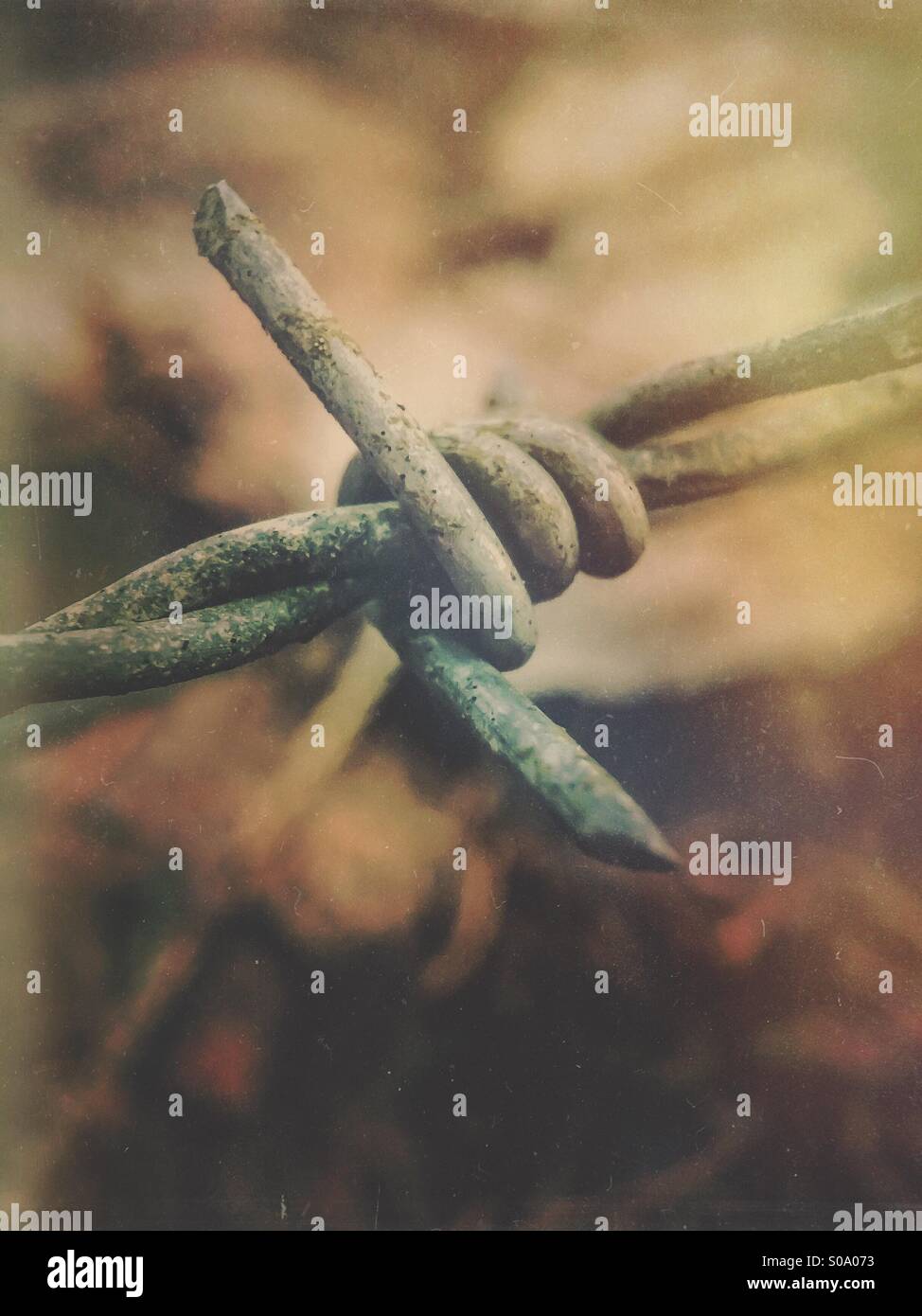 Spike wire hi-res stock photography and images - Alamy