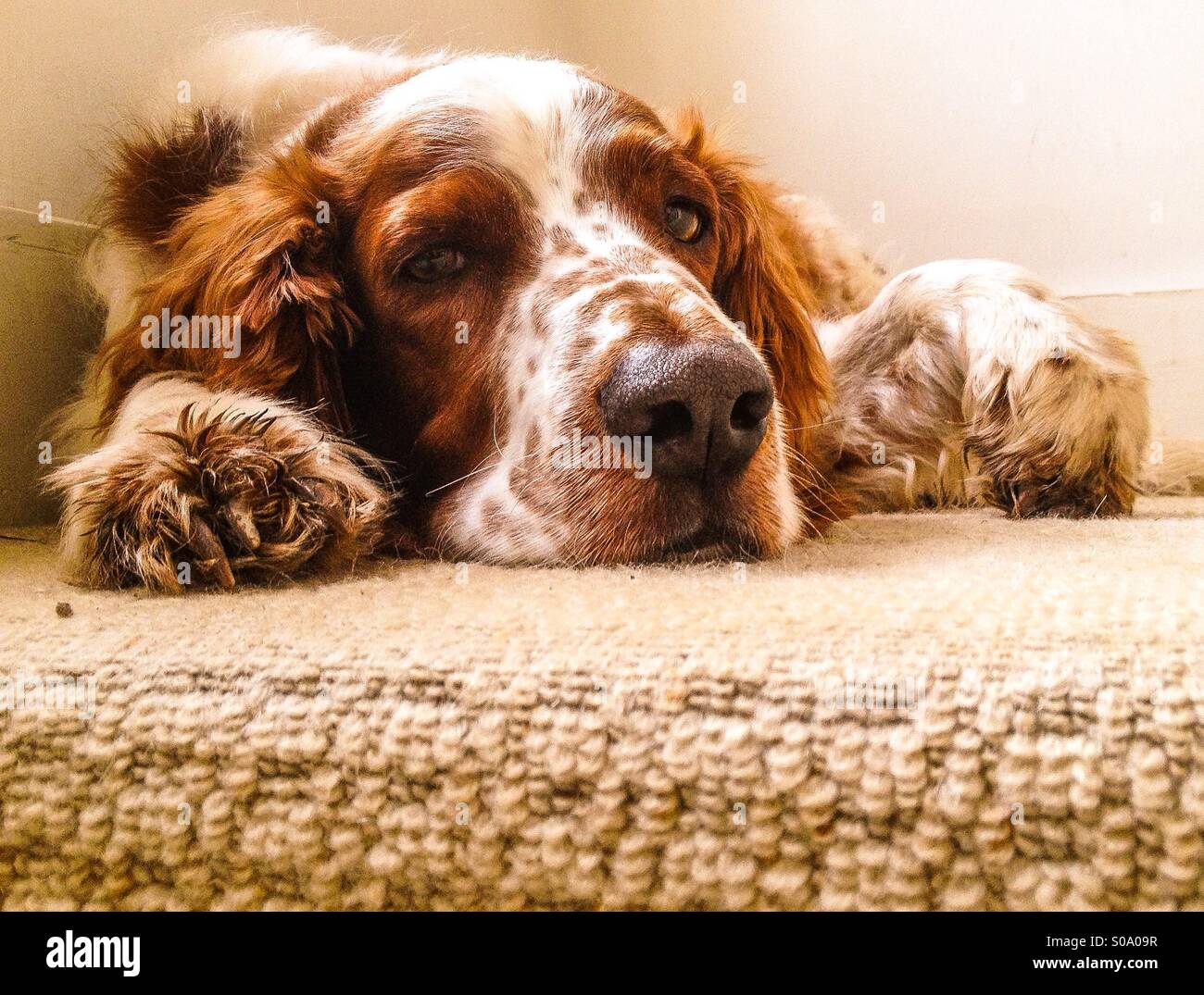 Do Puppies Get Grumpy When Tired