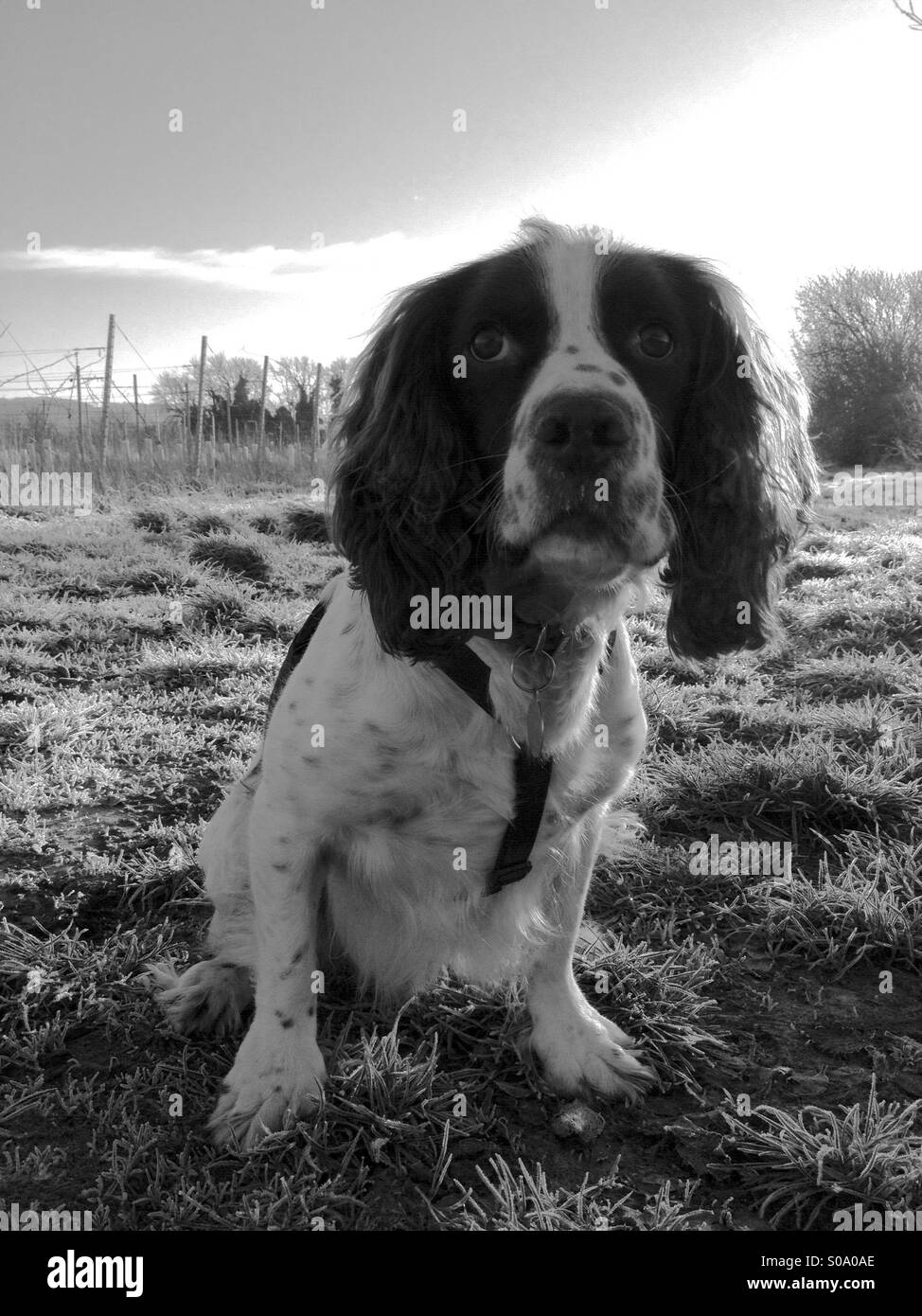 Field spaniel Black and White Stock Photos & Images - Alamy