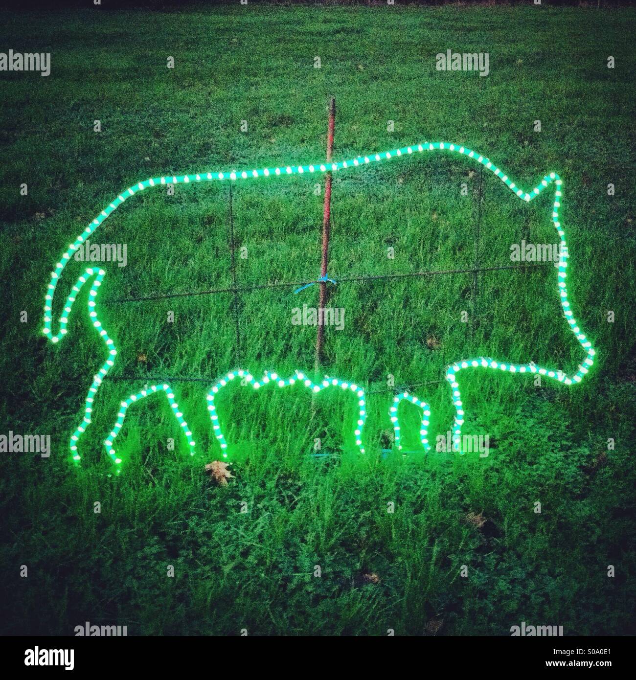 Wild pig neon decoration Stock Photo - Alamy