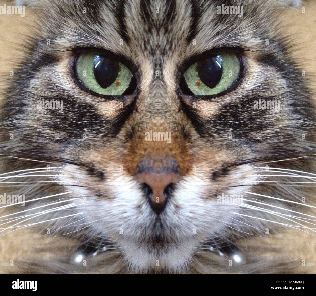 Symmetrical photo of a cat Stock Photo - Alamy