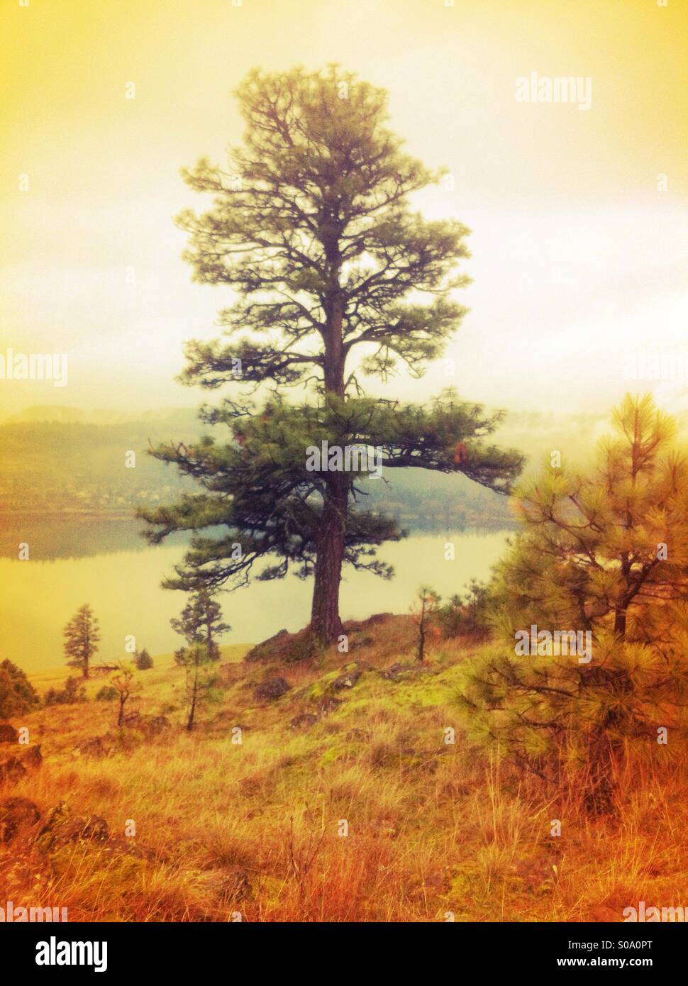 Furr tree hi-res stock photography and images - Alamy