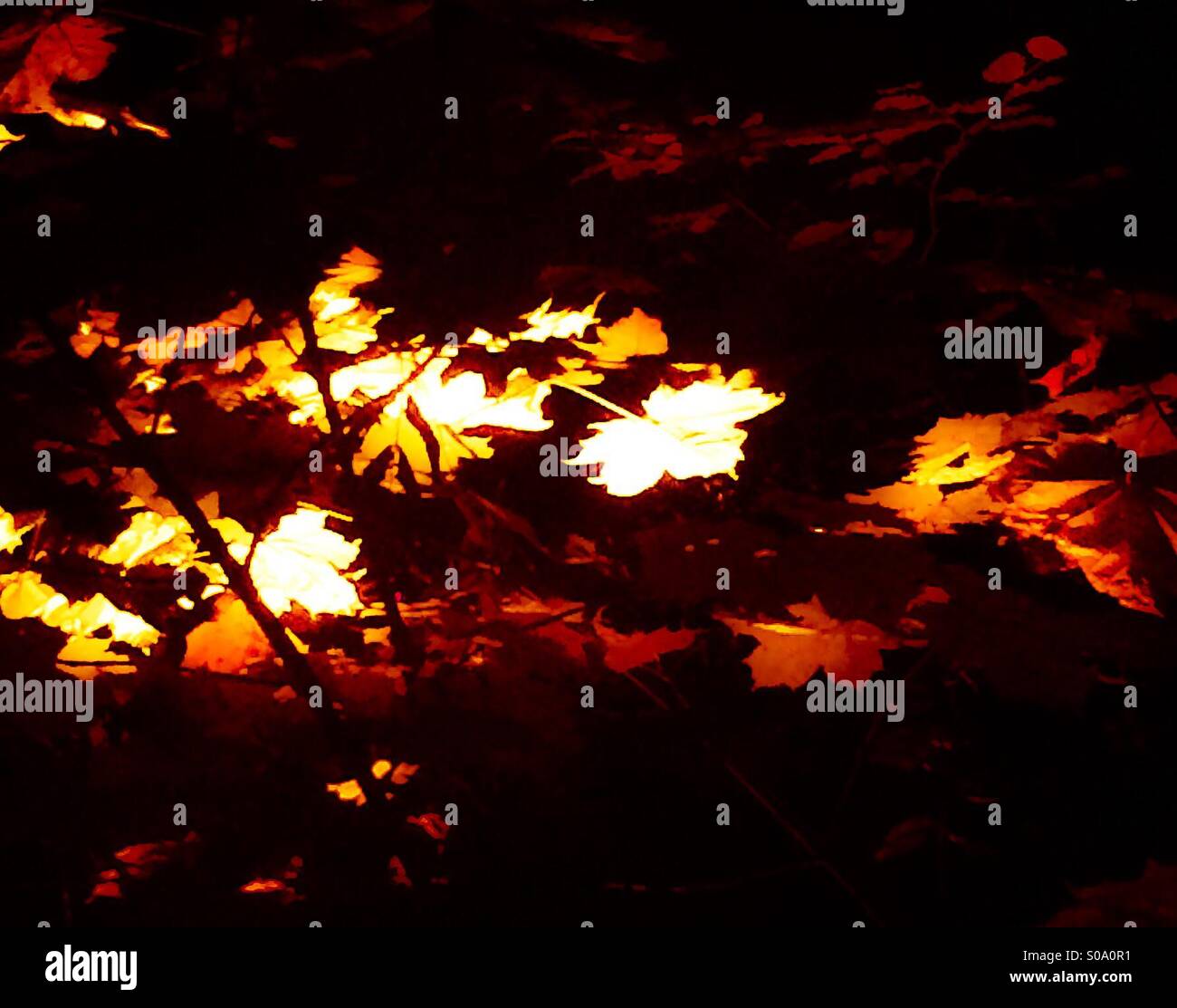 Night leaves hi-res stock photography and images - Alamy