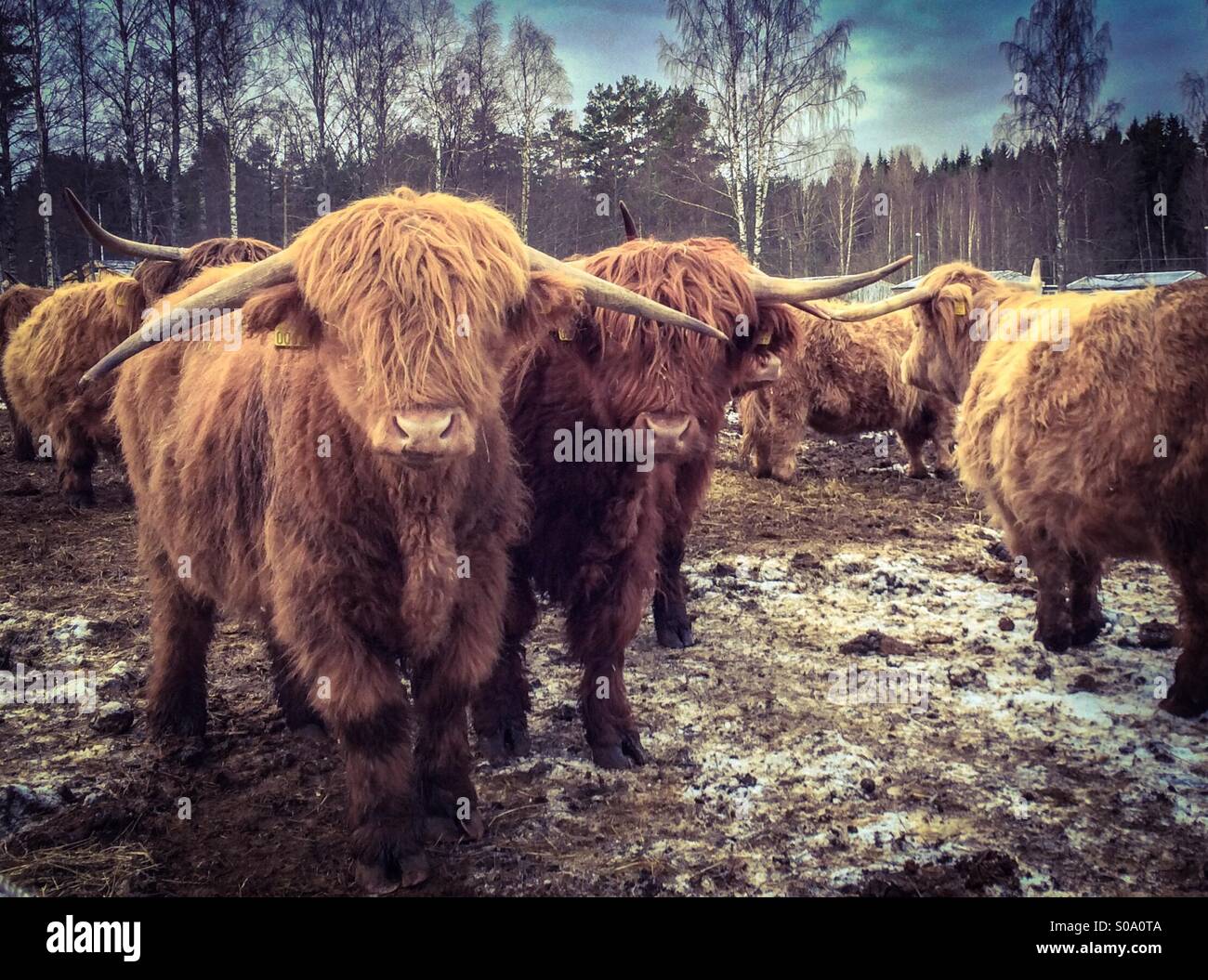 Highland cattle in the countryside of Sweden Stock Photo - Alamy