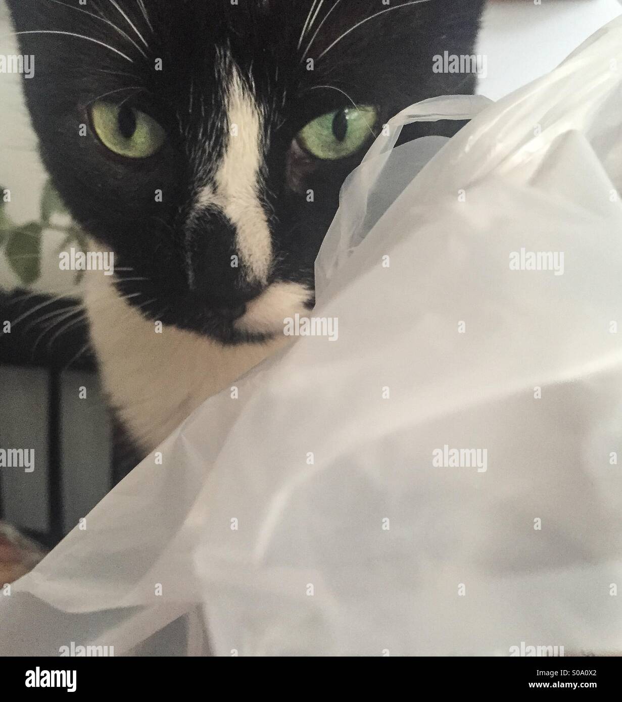 Cat in plastic Stock Photo - Alamy