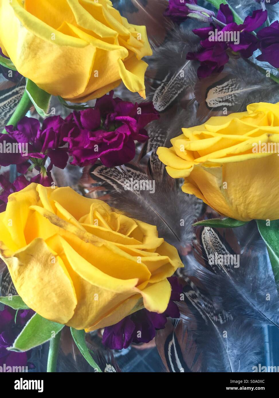 Three yellow roses still life Stock Photo - Alamy