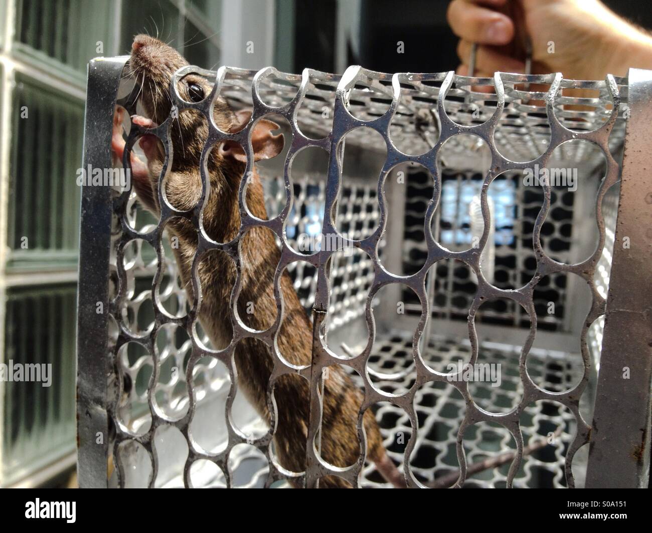 Mouse house cage hi-res stock photography and images - Alamy