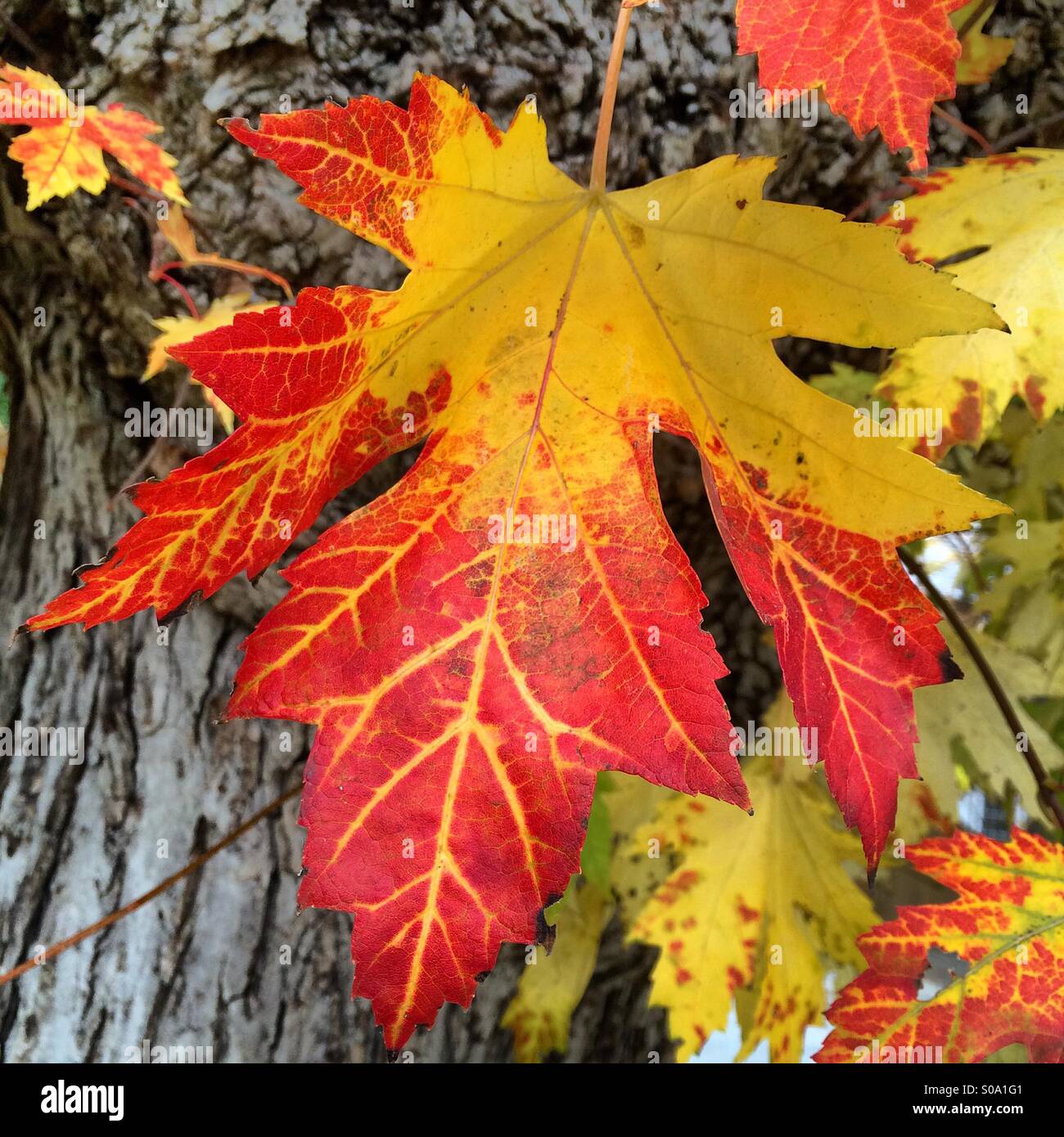 Autumn Maple Leaf Stock Photo - Alamy