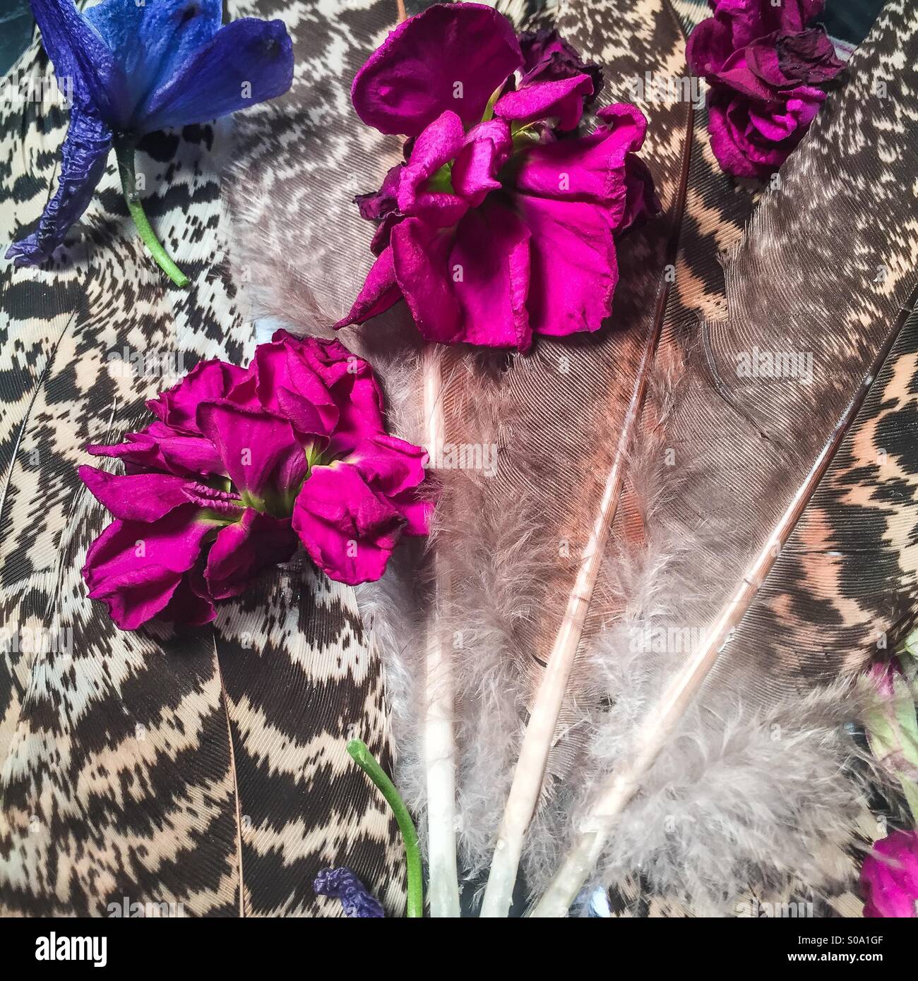 Feathers and flowers Stock Photo - Alamy