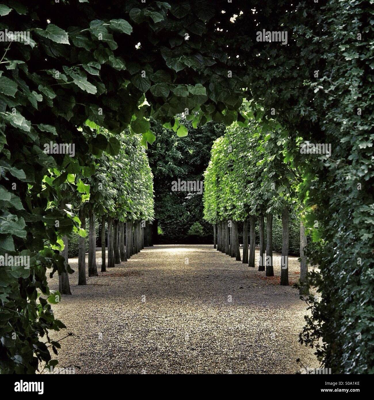 Path with trees Stock Photo - Alamy