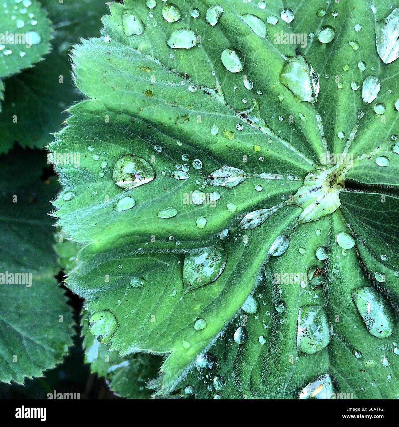 Waterdrops on a leaf Stock Photo - Alamy