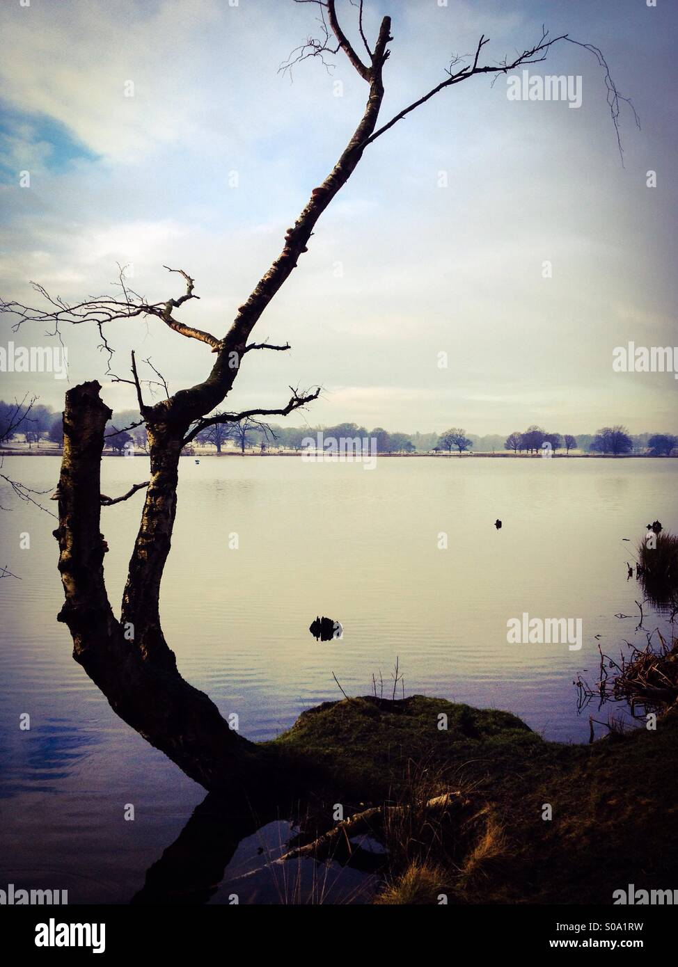 Tatton mere hi-res stock photography and images - Alamy
