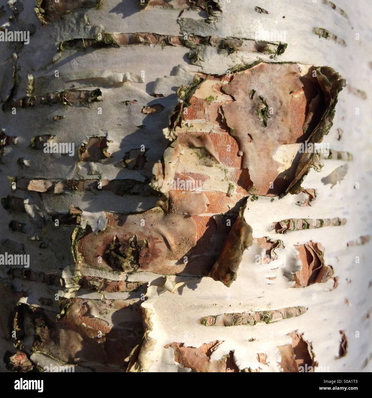 Tree strips hi-res stock photography and images - Alamy