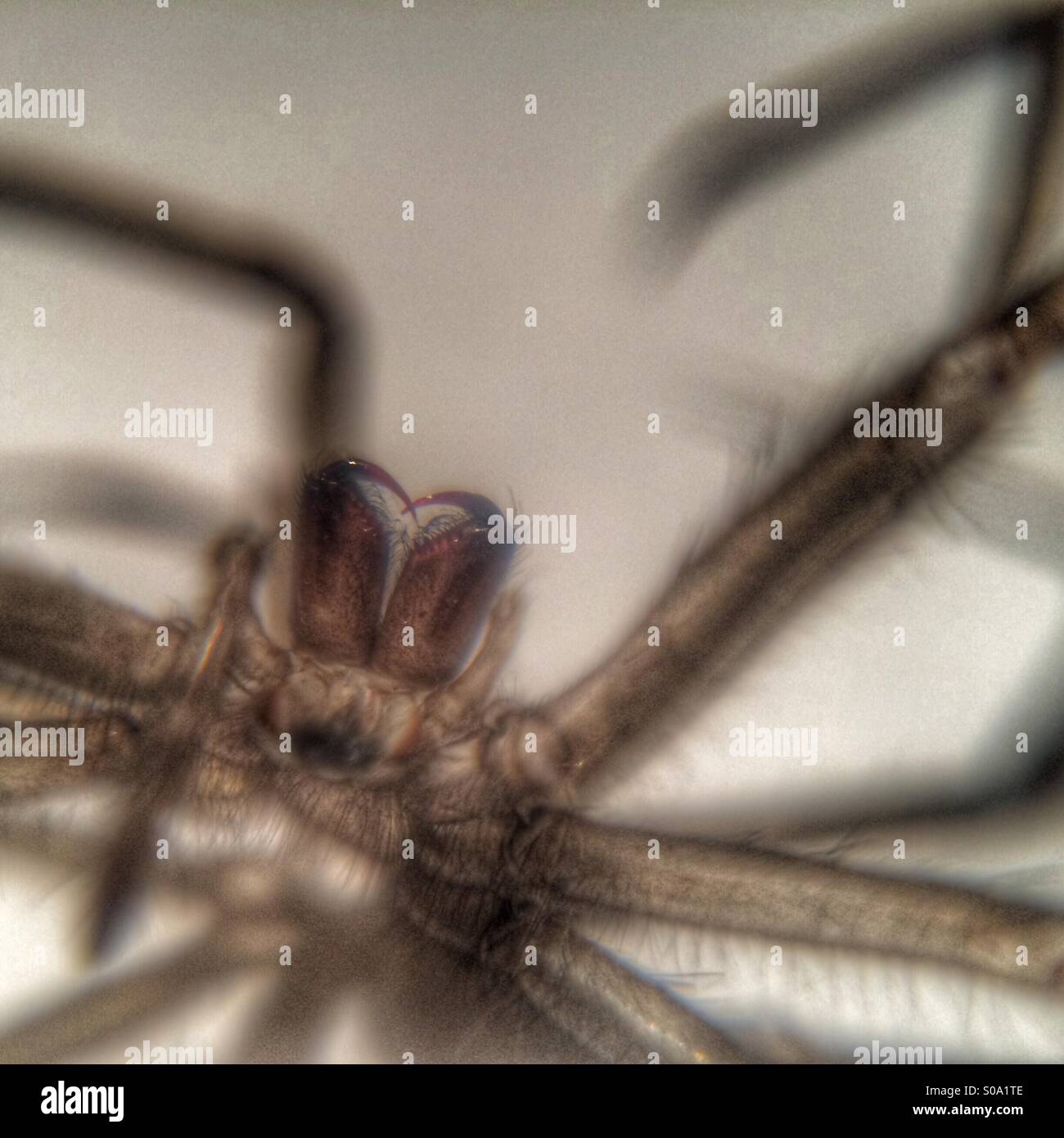 Hairy skin hi-res stock photography and images - Alamy