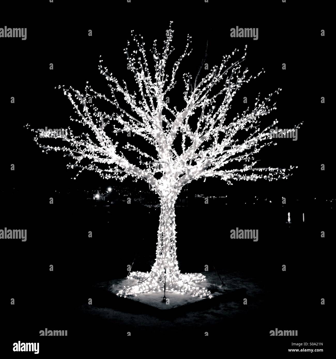 Tree art installation of hi-res stock photography and images - Alamy