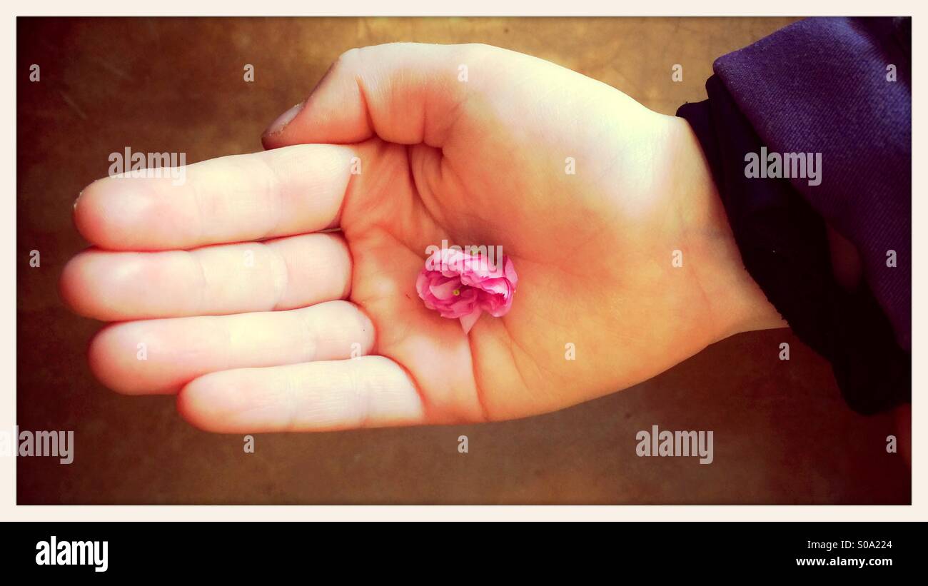 Flower in child's hand Stock Photo - Alamy