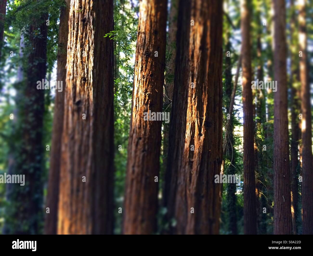 California Redwoods. Santa Cruz County, California, USA Stock Photo - Alamy