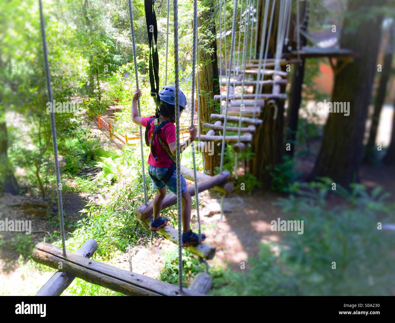 A six year old boy does a challenge course in California redwood trees ...