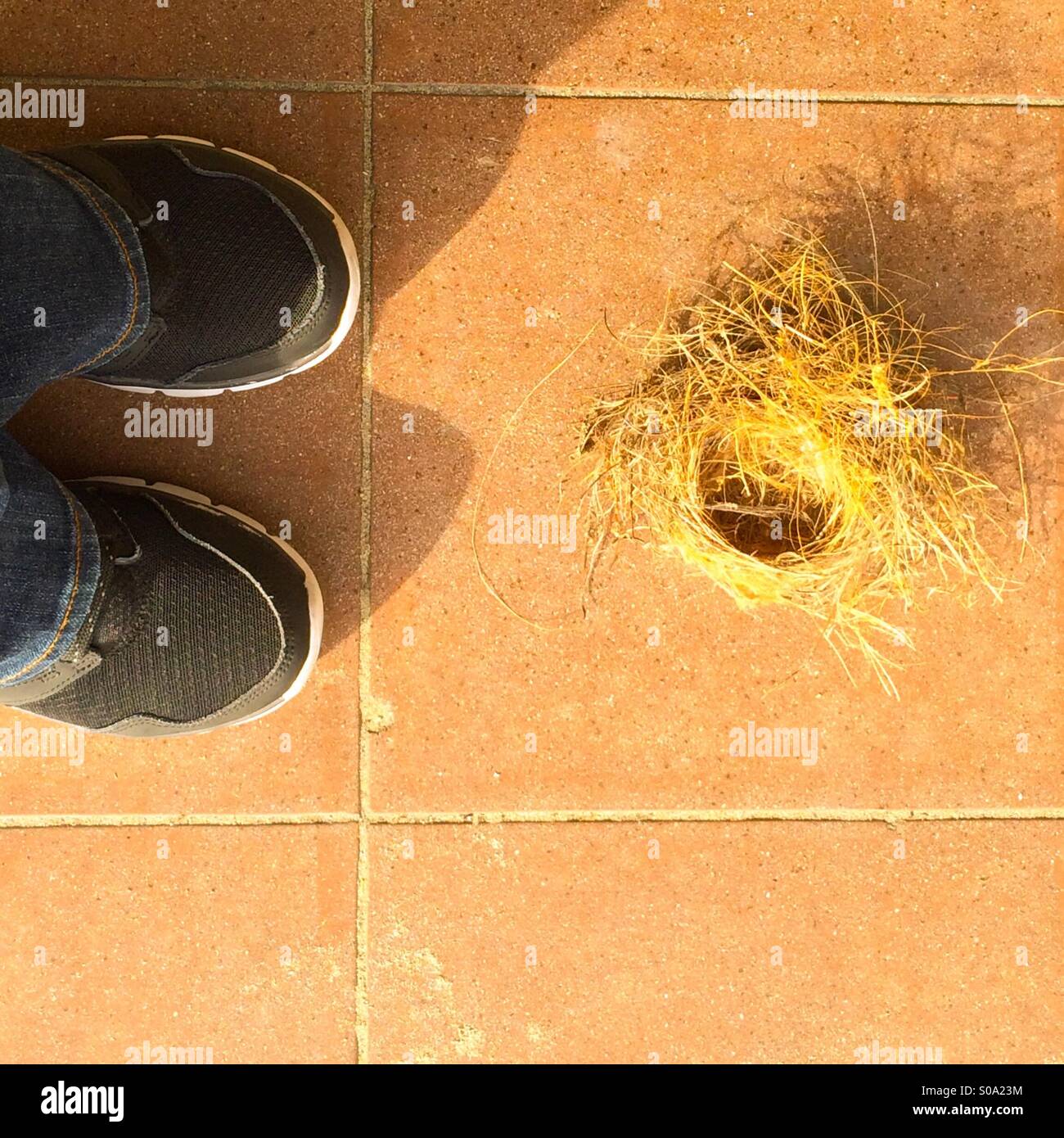 Fallen of nest hi-res stock photography and images - Alamy