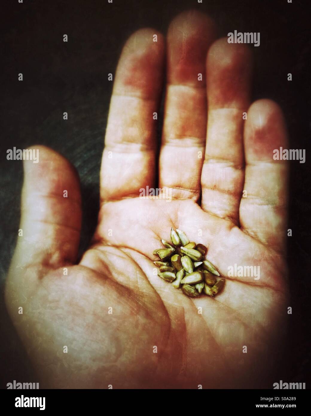 Seeds in a man's hand Stock Photo - Alamy