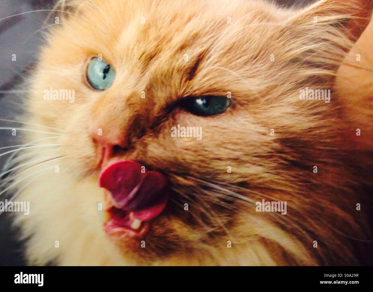 Cat content hi-res stock photography and images - Alamy