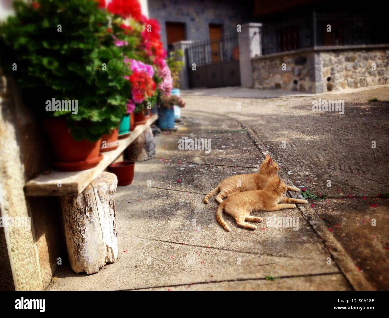 Two cats sunbathing Stock Photo - Alamy