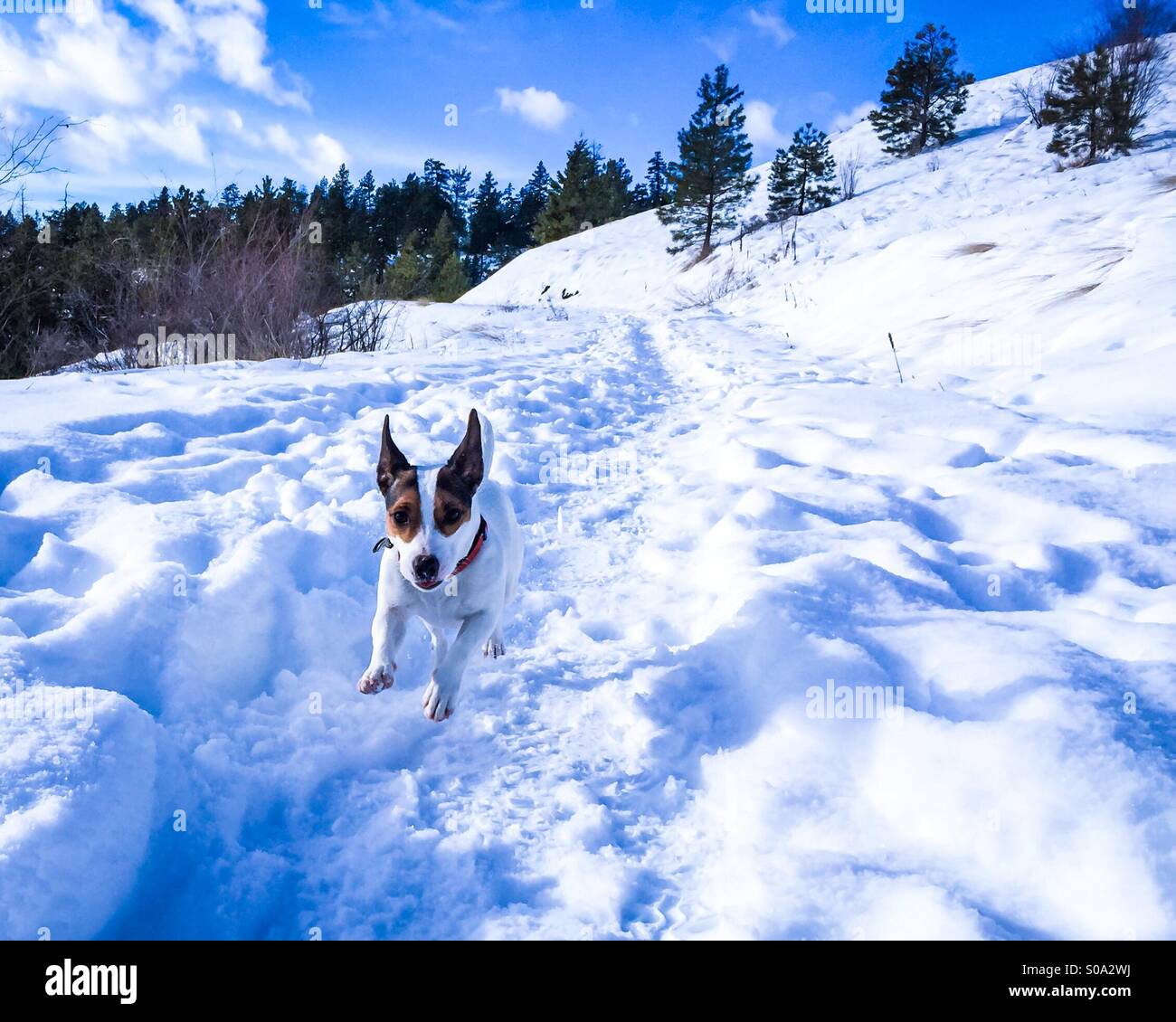 Speeding dog hi-res stock photography and images - Alamy