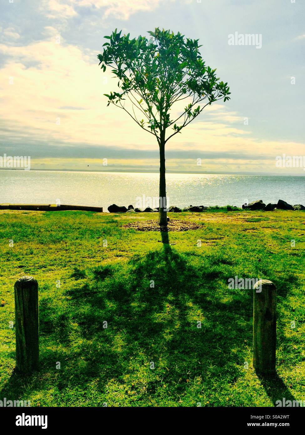 Tree shadow early morning hi-res stock photography and images - Alamy
