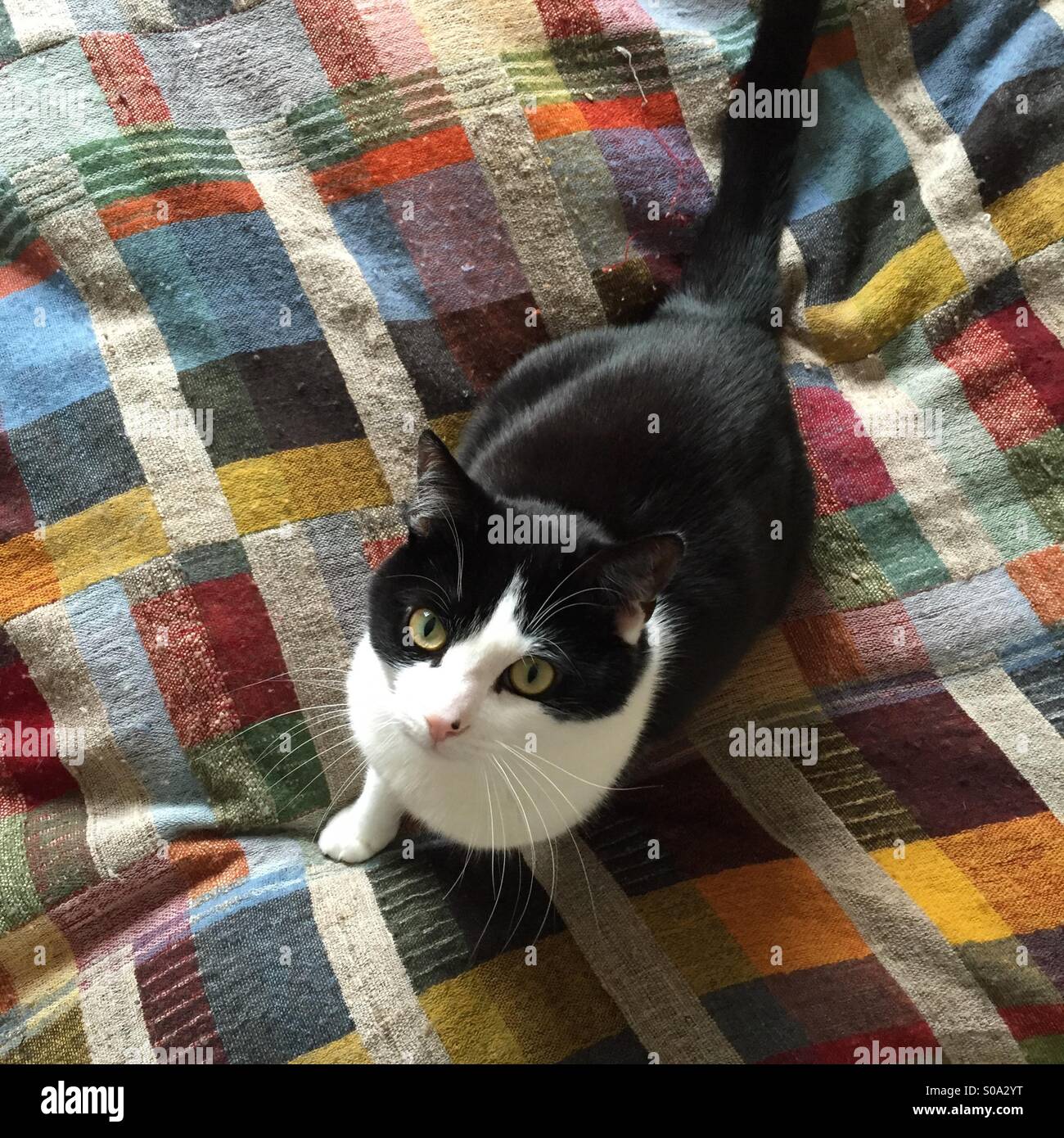 Overhead picture of a pet cat on a blanket Stock Photo - Alamy
