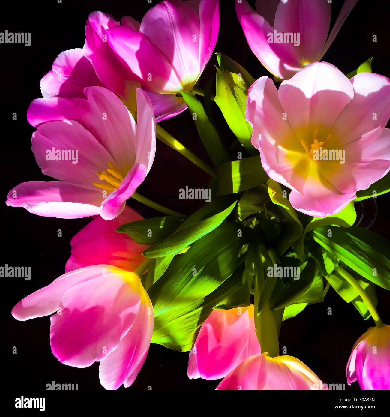 Bouquet of tulips, shot from above. The flowers have opened up in the ...