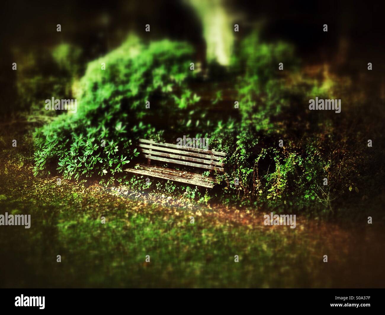 Bank in Forest soft focus Stock Photo - Alamy