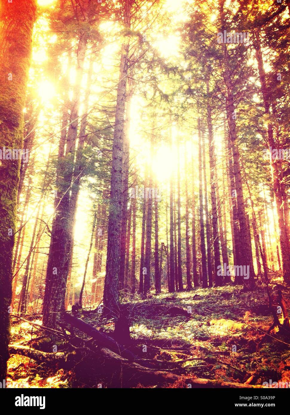 Moody forest scene hi-res stock photography and images - Alamy