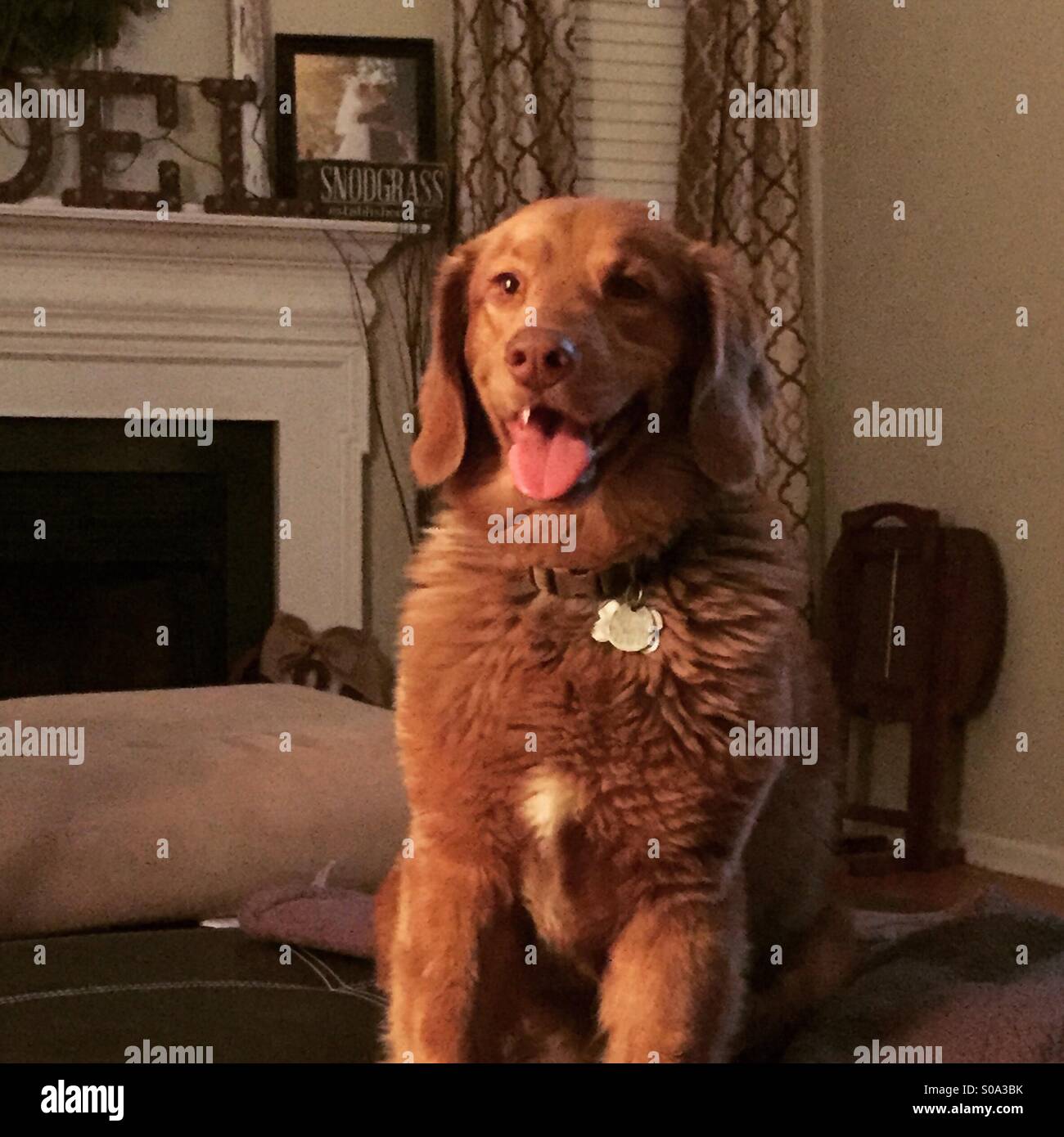 Puppy beagle hi-res stock photography and images - Alamy