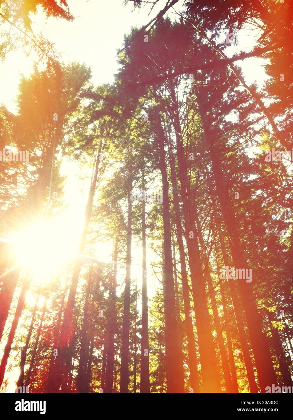 Burst of sun through forest Stock Photo - Alamy