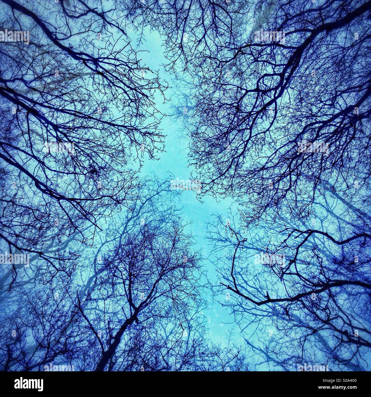 Tree branch abstract Stock Photo - Alamy