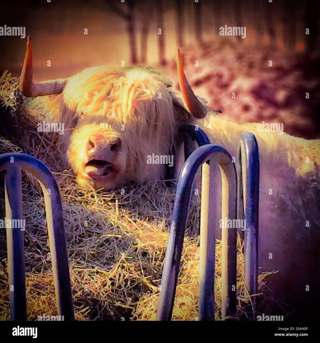 Cow eating hay hi-res stock photography and images - Alamy