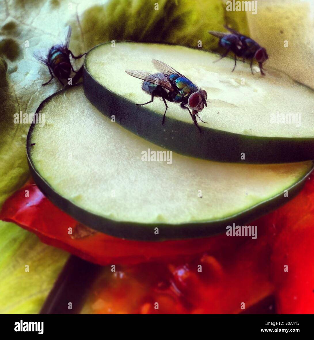 Flies on tomatoes hi-res stock photography and images - Alamy