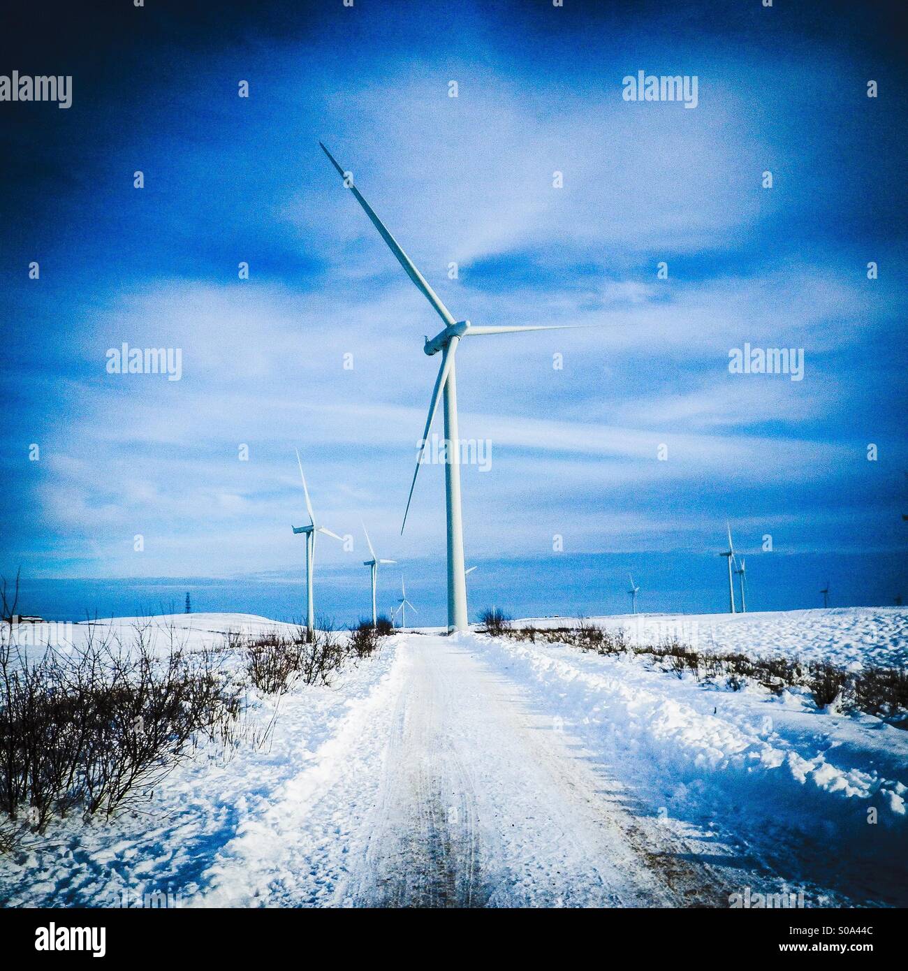 Winter energy with wind turbines, Whitelee wind farm, Eaglesham Moor ...