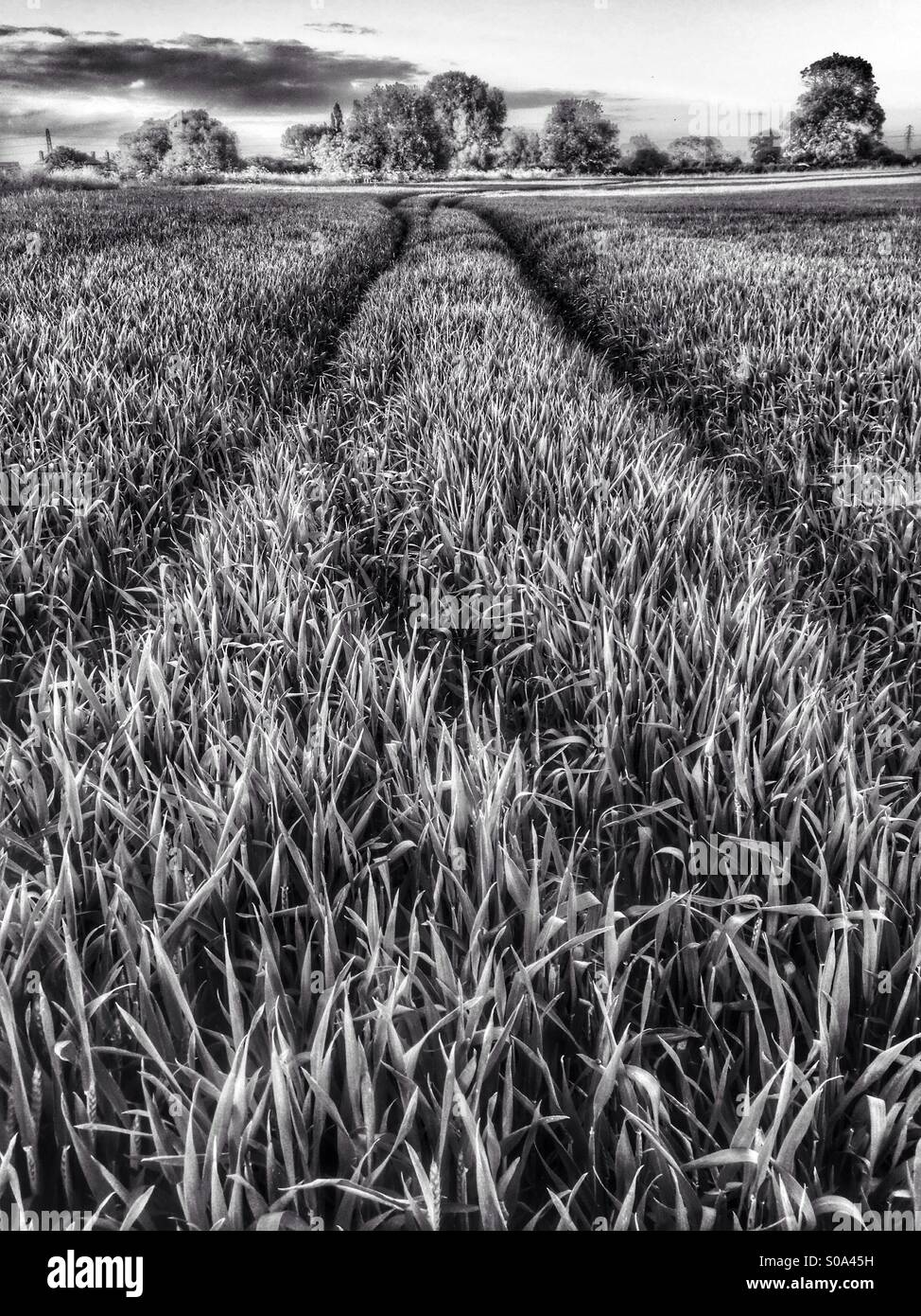 Walk in he field hi-res stock photography and images - Alamy