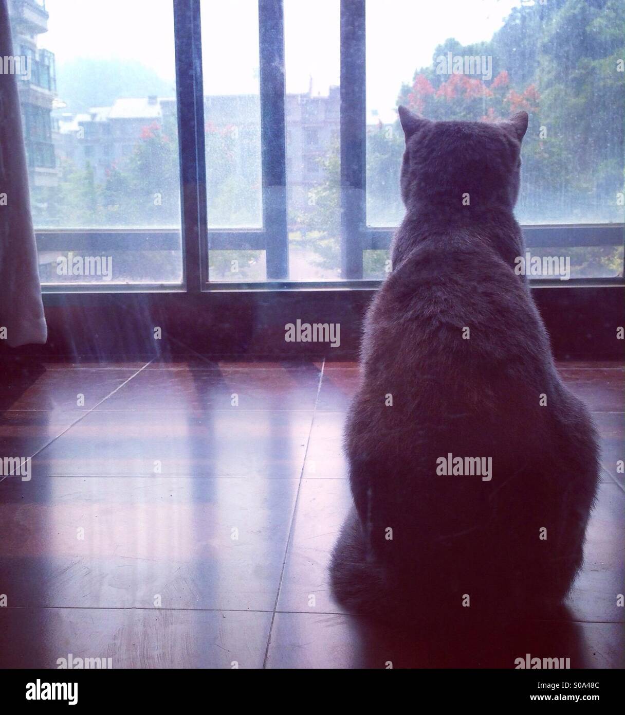 Waiting master comes home Stock Photo - Alamy