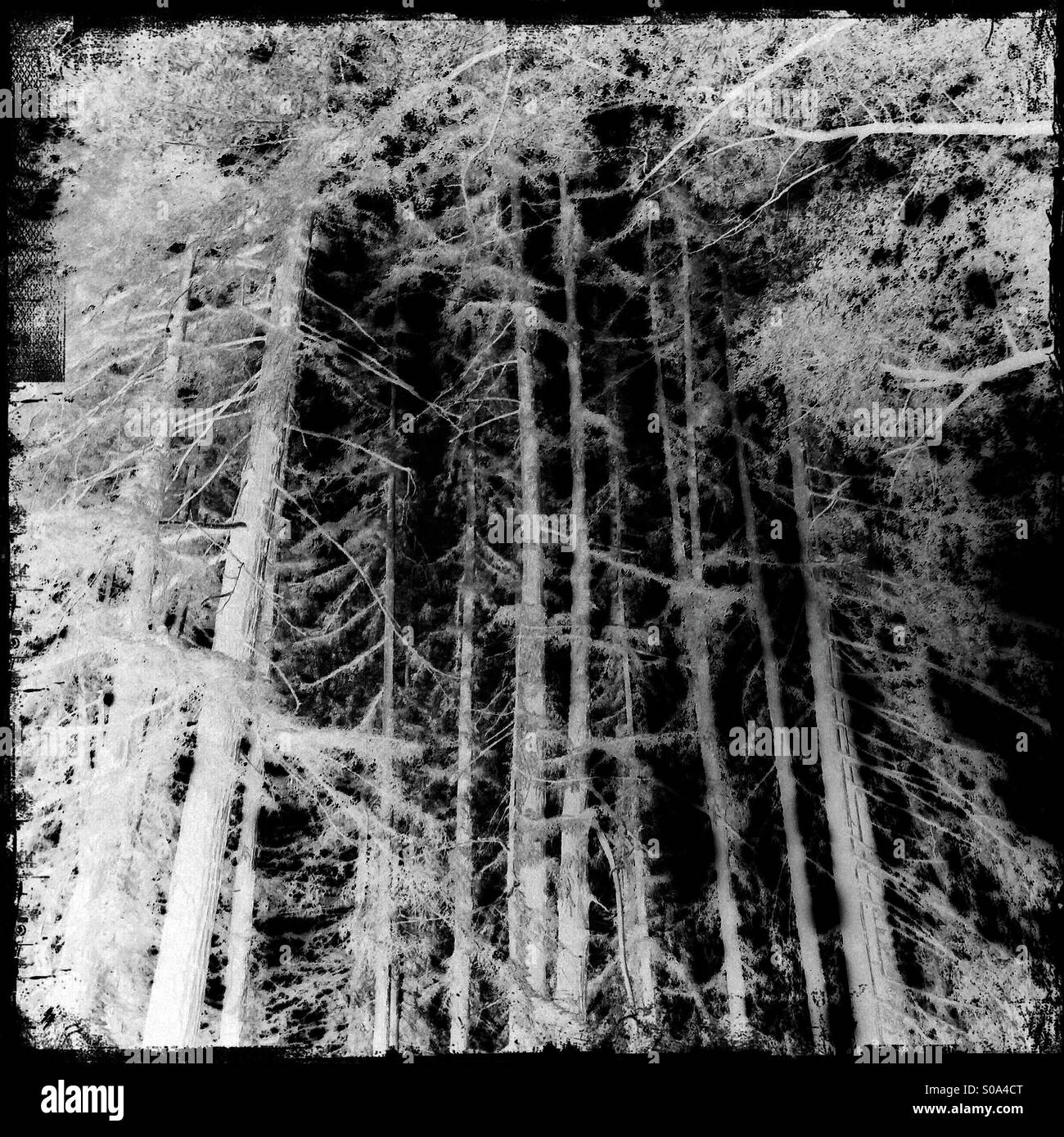 Negative of a Redwood forest Stock Photo - Alamy