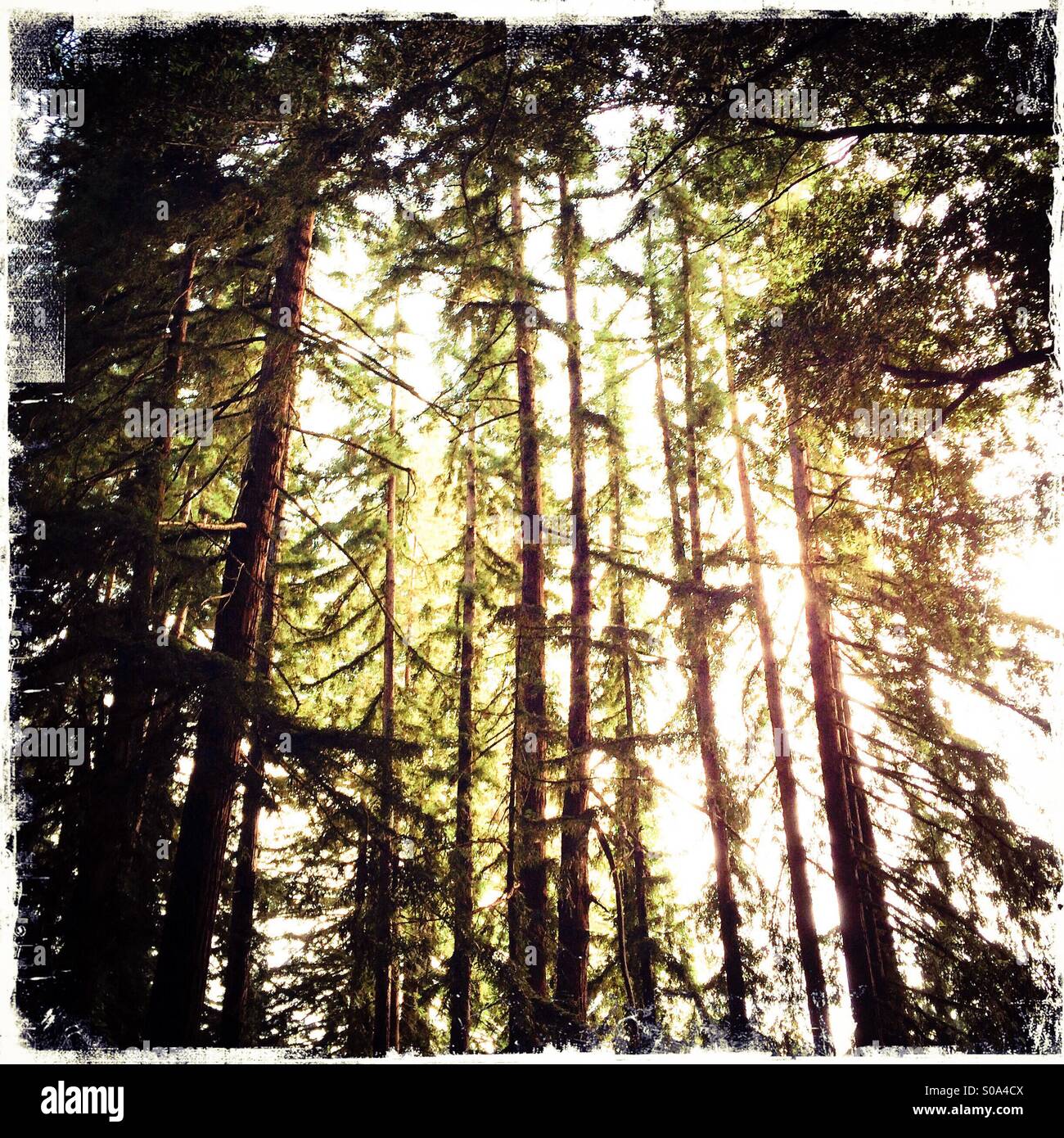 California Redwood tree forest. Santa Cruz County, California, USA ...