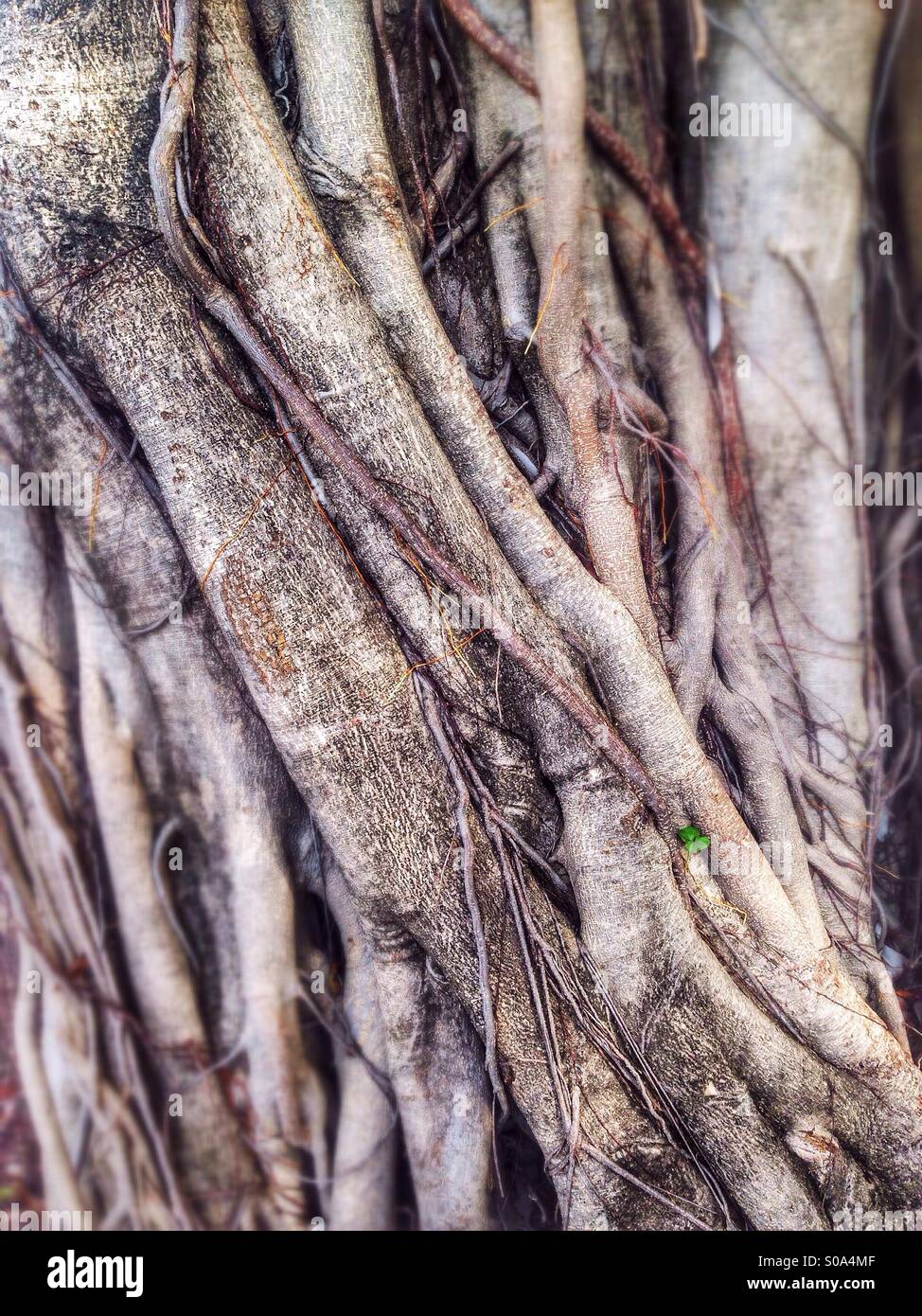 Banyan tree trunk hi-res stock photography and images - Alamy