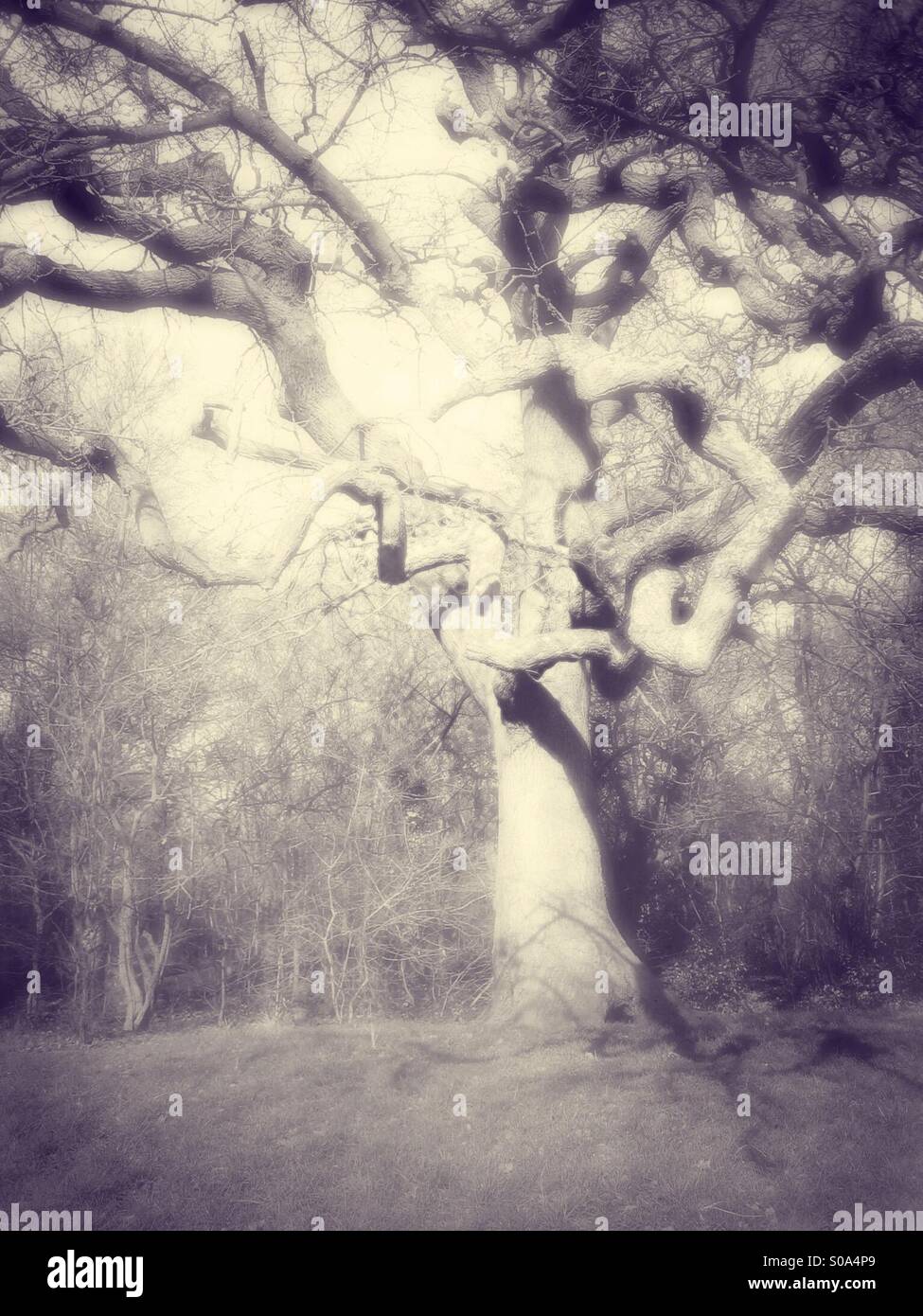 Gnarly tree hi-res stock photography and images - Alamy