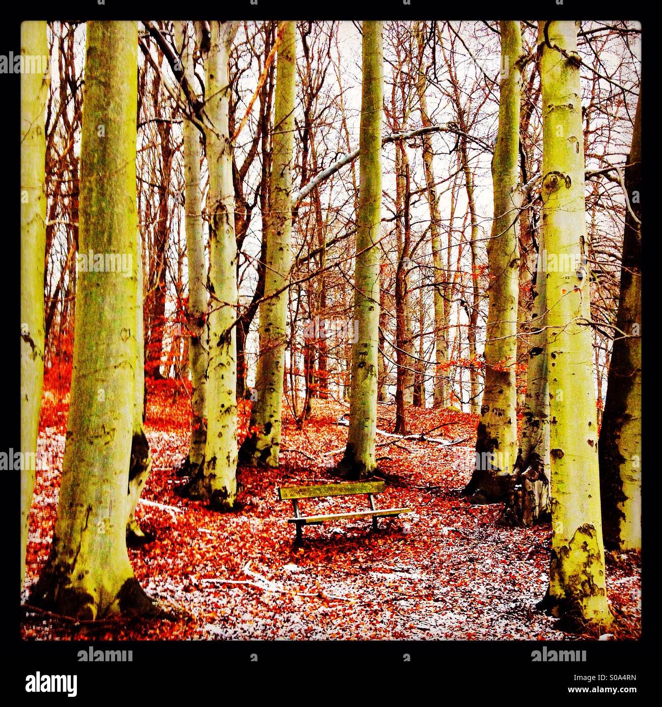 Beech trees in winter hi-res stock photography and images - Alamy