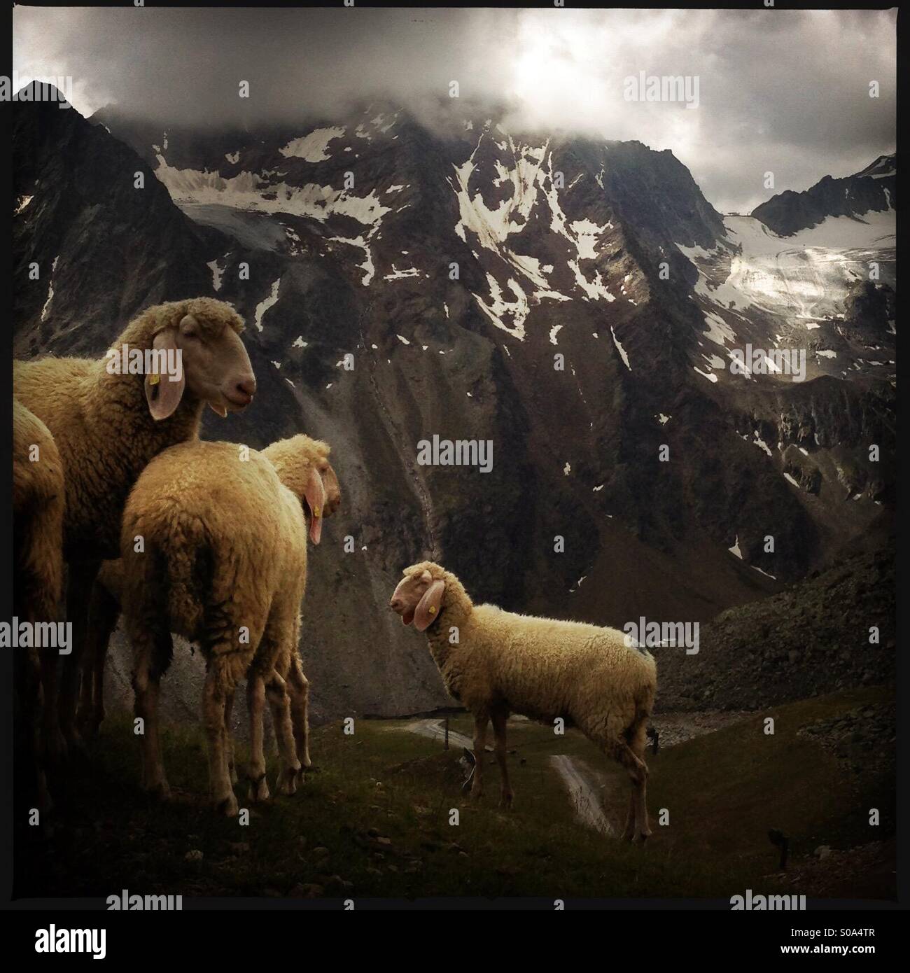 Alpine sheep hi-res stock photography and images - Alamy