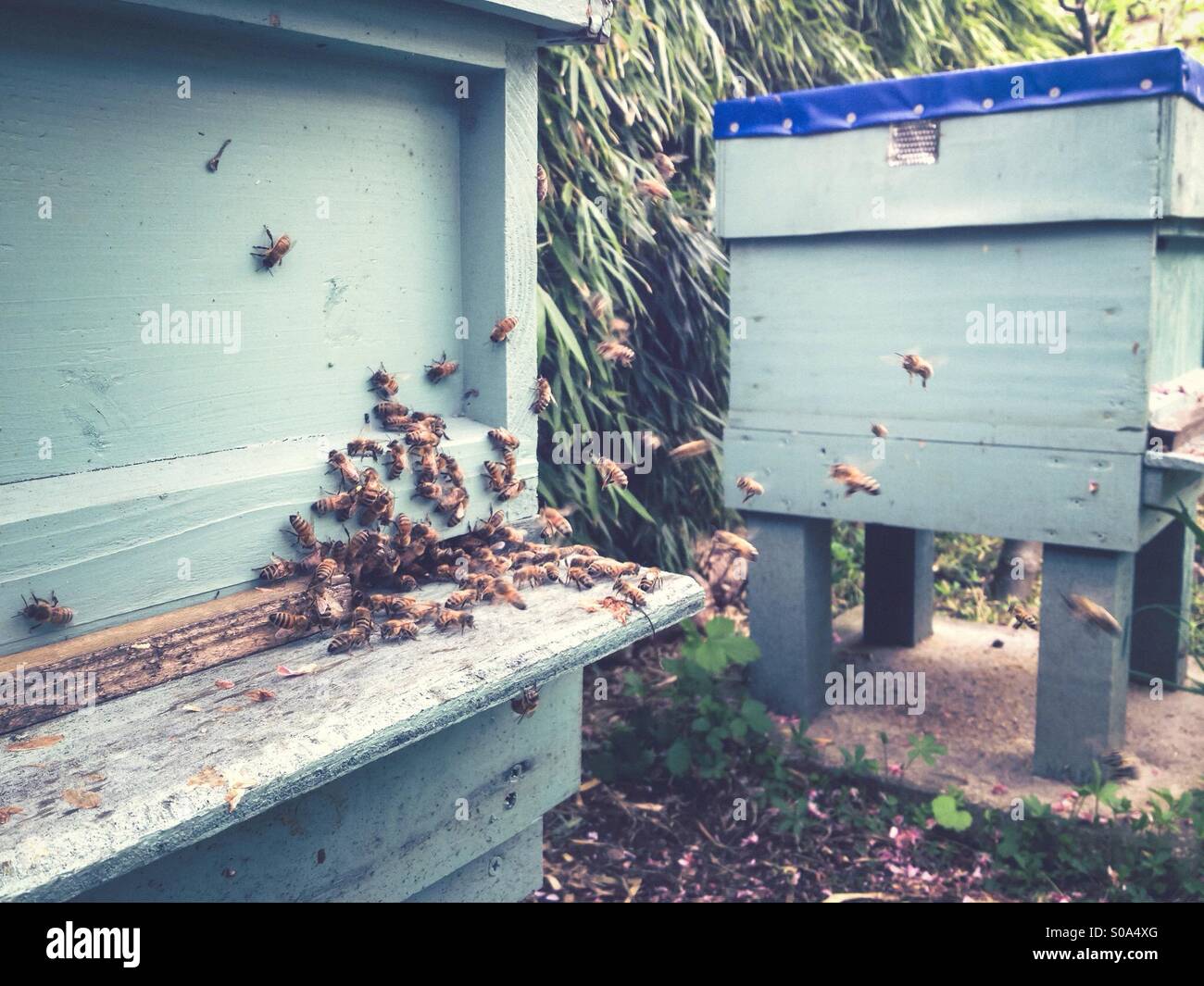 Backyard bee hives hi-res stock photography and images - Alamy