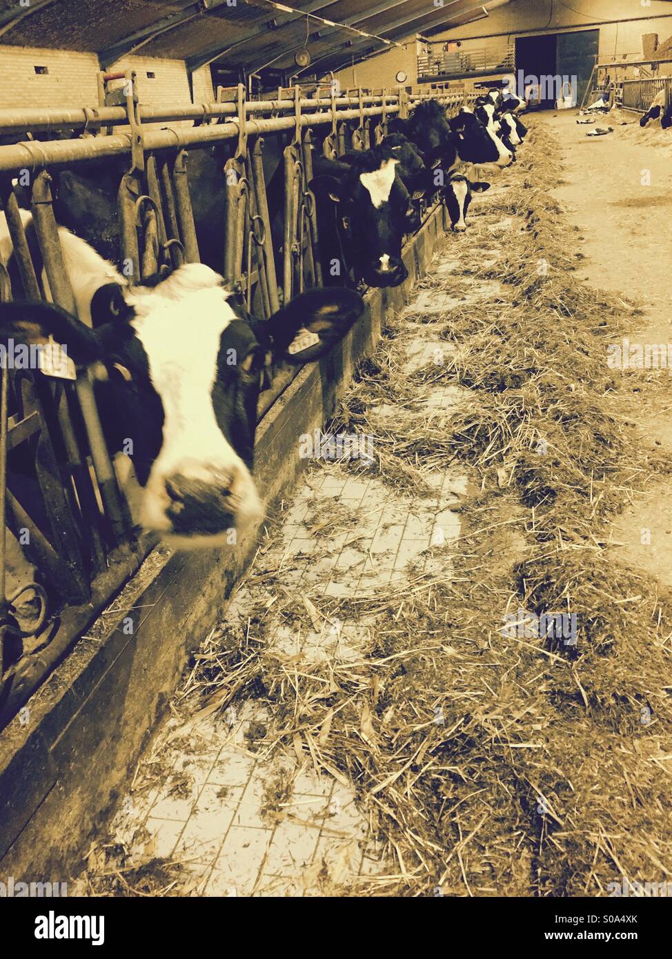 Cows in a barn hi-res stock photography and images - Alamy