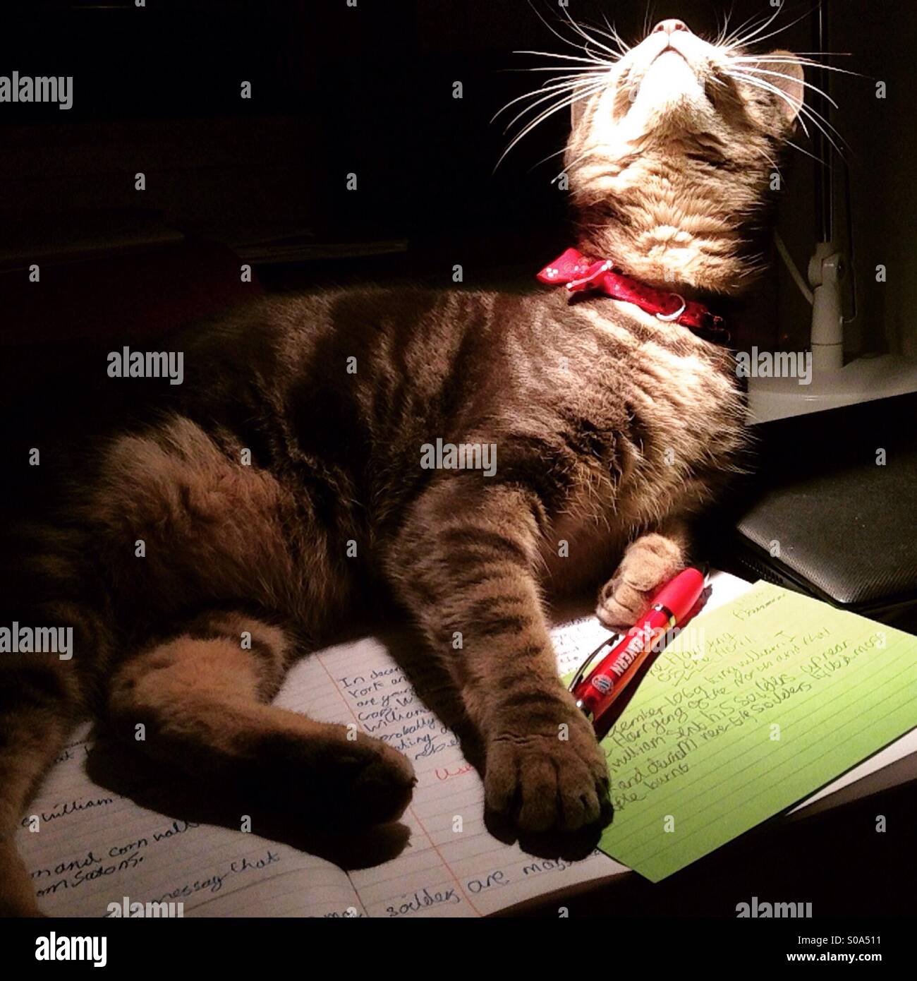 Revision with my cat Stock Photo - Alamy